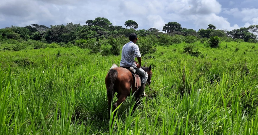 Unser Aufforstungsprojekt in Claritas | TGF | The Generation Forest