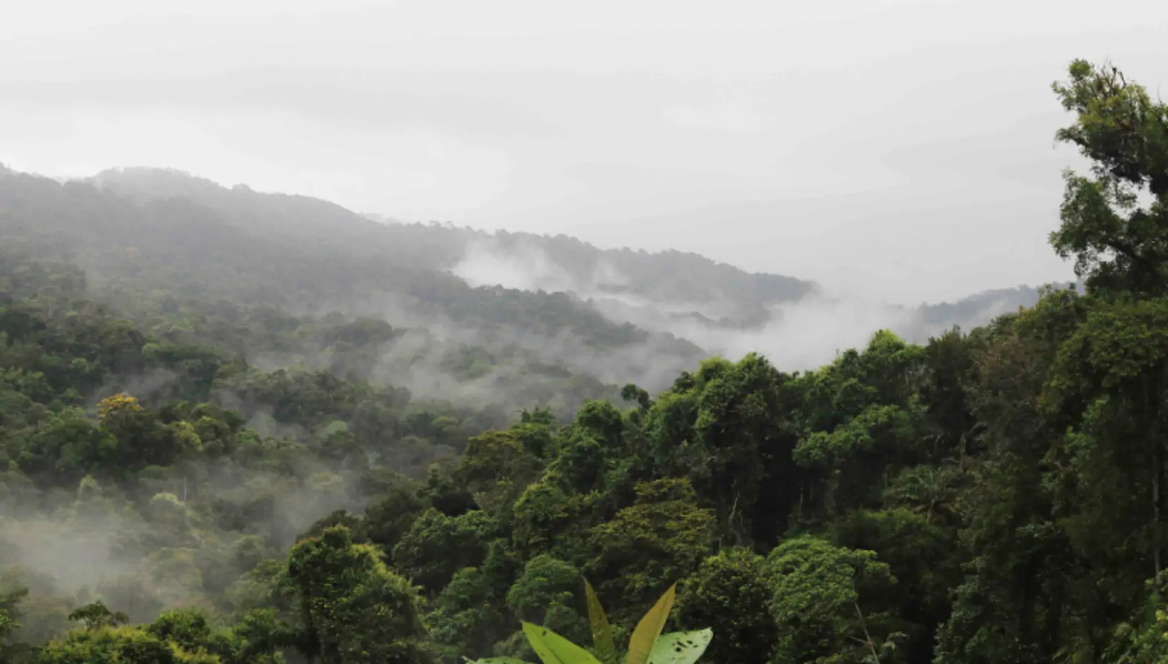 Home | TGF | The Generation Forest