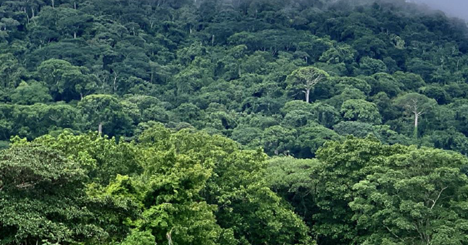 Unser Aufforstungsprojekt Filo de Tallo| TGF | The Generation Forest