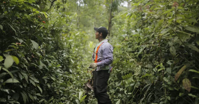 Unser Aufforstungsprojekt in Colón | TGF | The Generation Forest