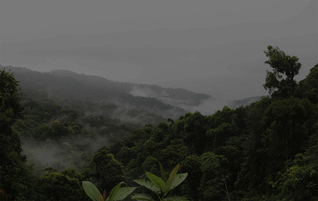 Unser Aufforstungsprojekt in Agua Fria | TGF | The Generation Forest