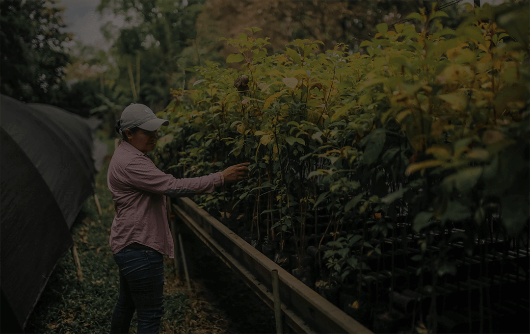 Climate campaign | The Generation Forest